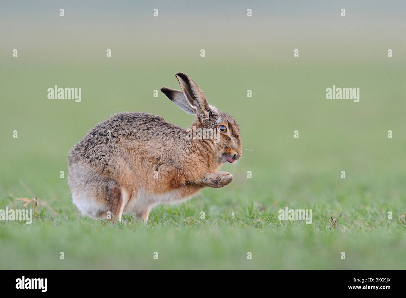 Hare in side view sitting in grass seen from a low viewing point Stock ...
