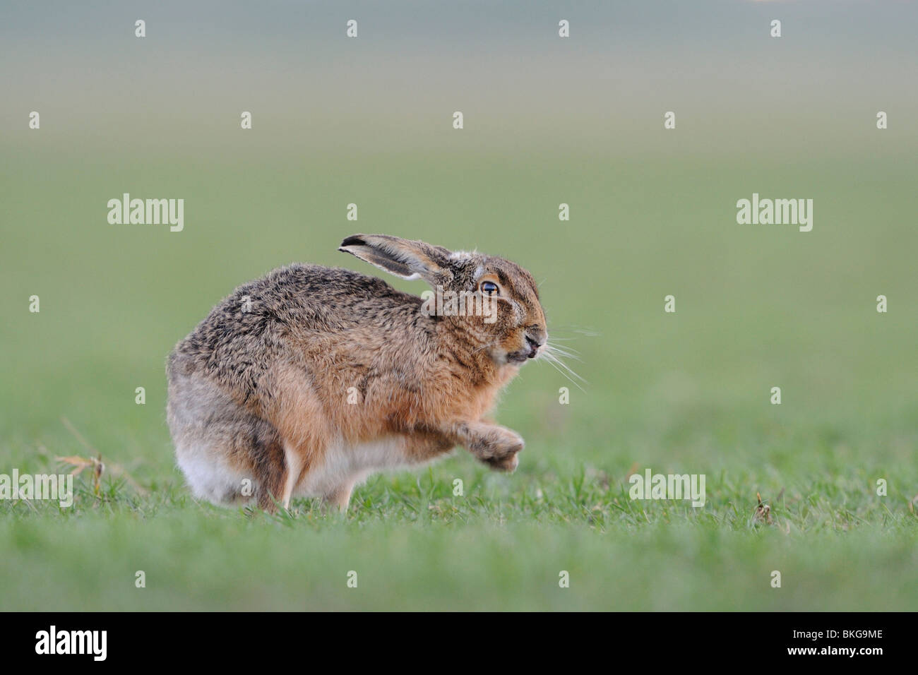 Hare in side view sitting in grass seen from a low viewing point Stock ...