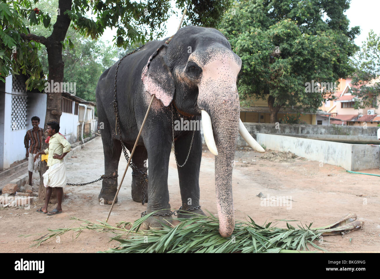 Thrissur pooram kerala hi-res stock photography and images - Alamy