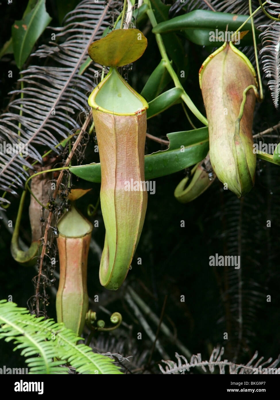 Slender Pitcher-Plant (Nepenthes gracilis Stock Photo - Alamy