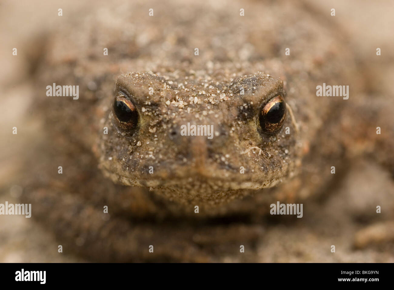 eyes of a Common toad Stock Photo - Alamy