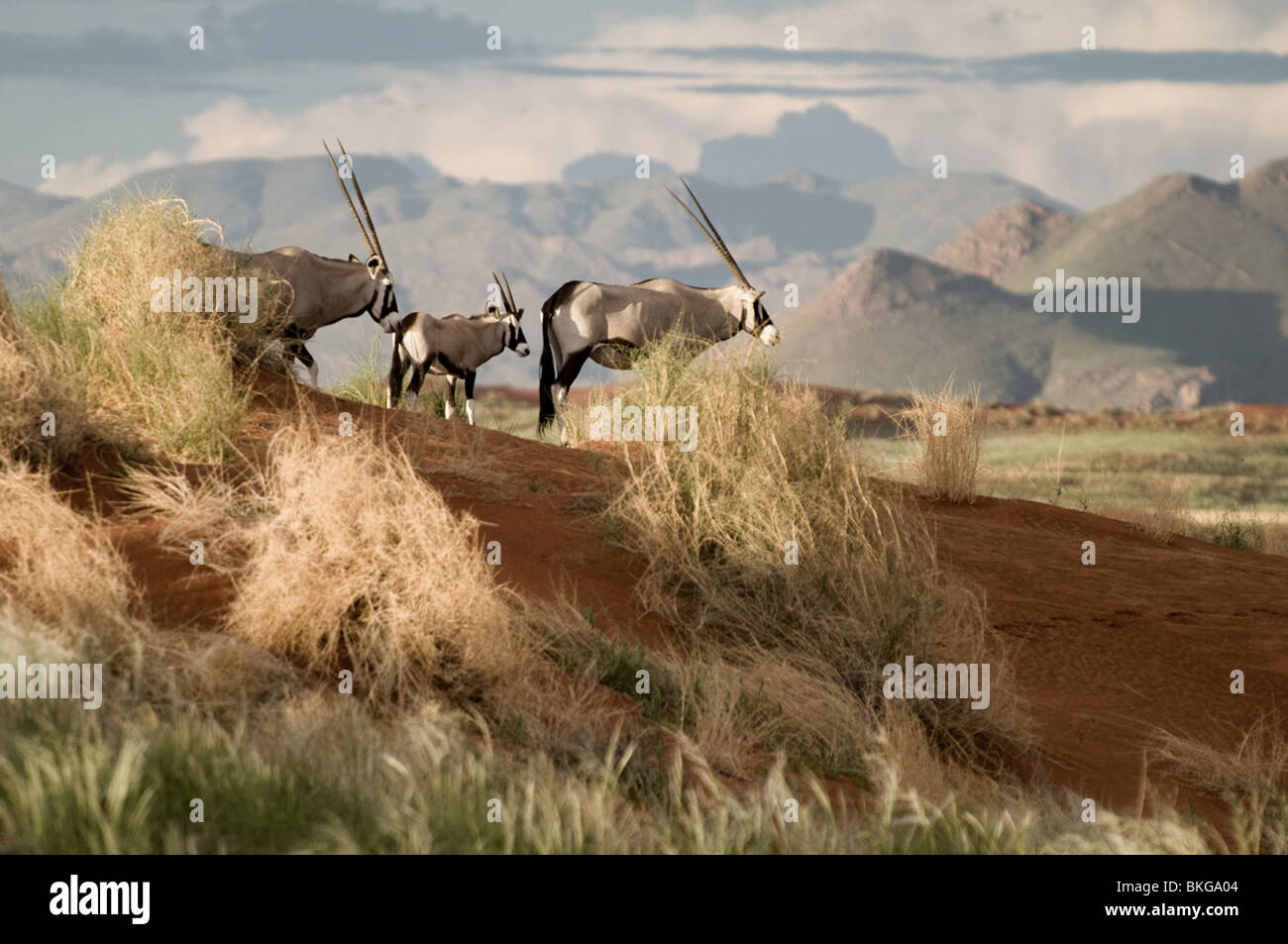 Rand mountains hi-res stock photography and images - Alamy