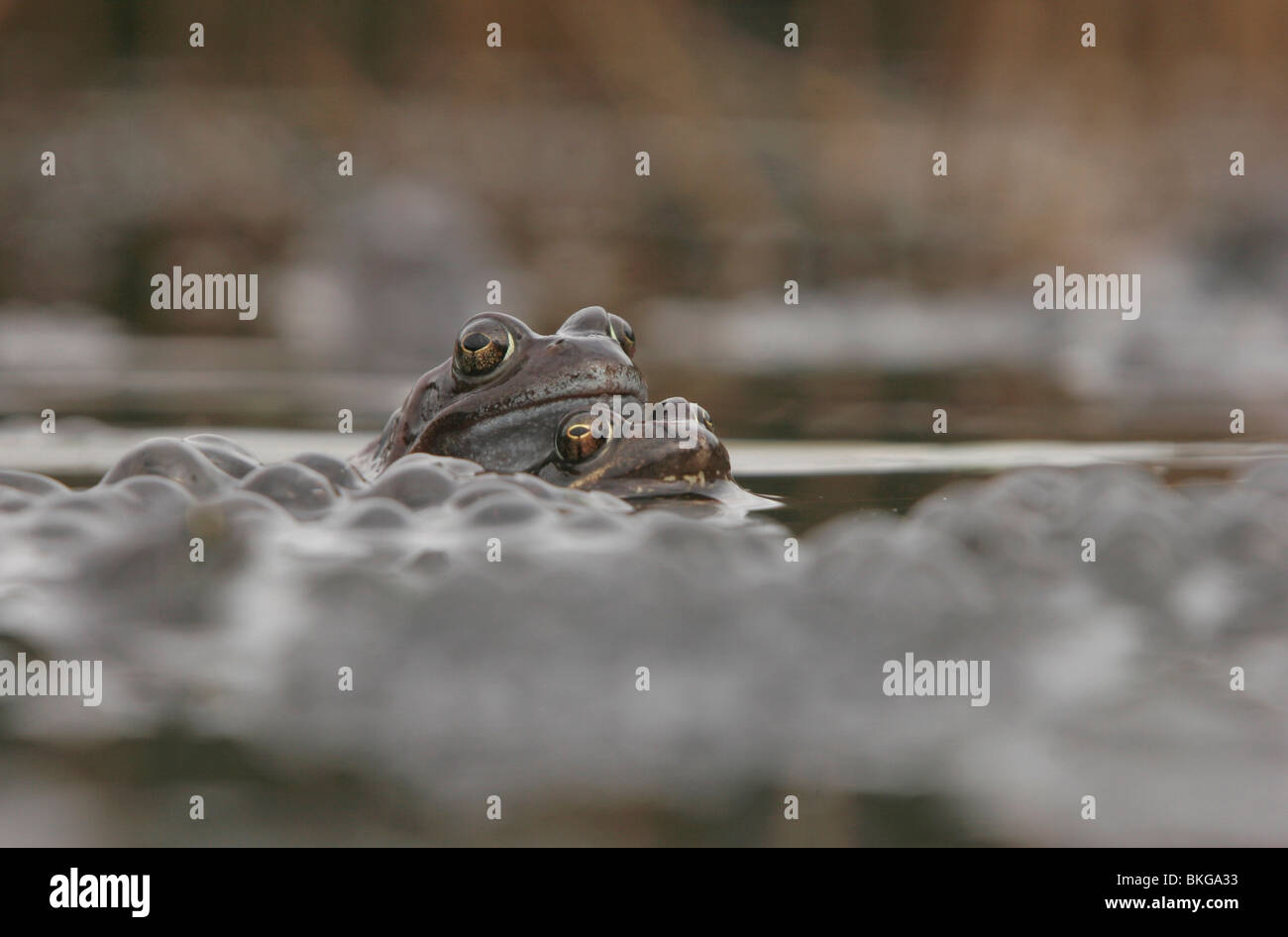 Common frogs between frog-spawn in water Stock Photo - Alamy