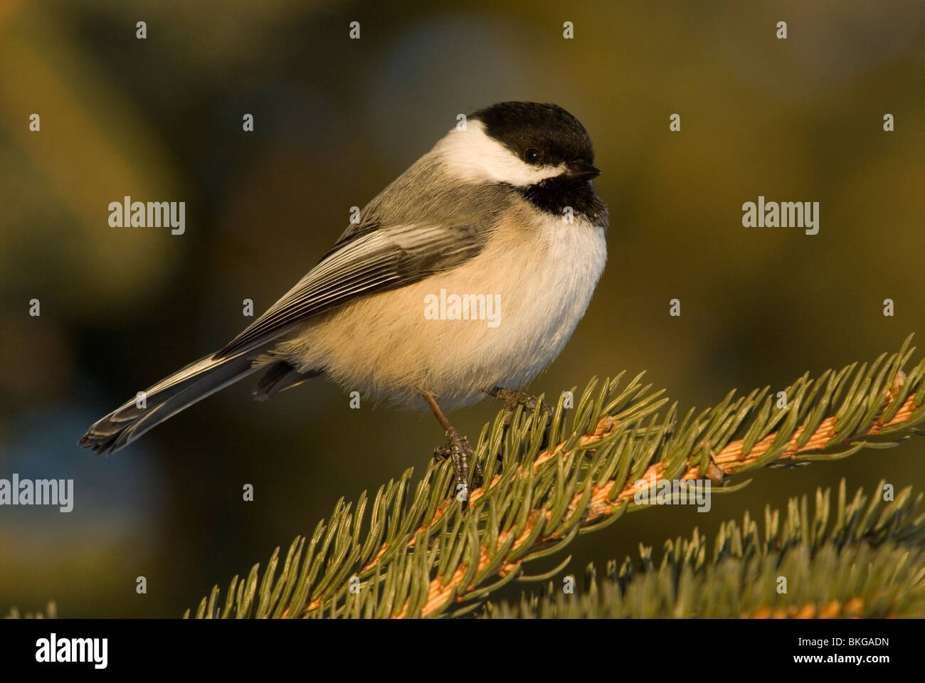 A Black-capped Chickadee in a tree Stock Photo - Alamy
