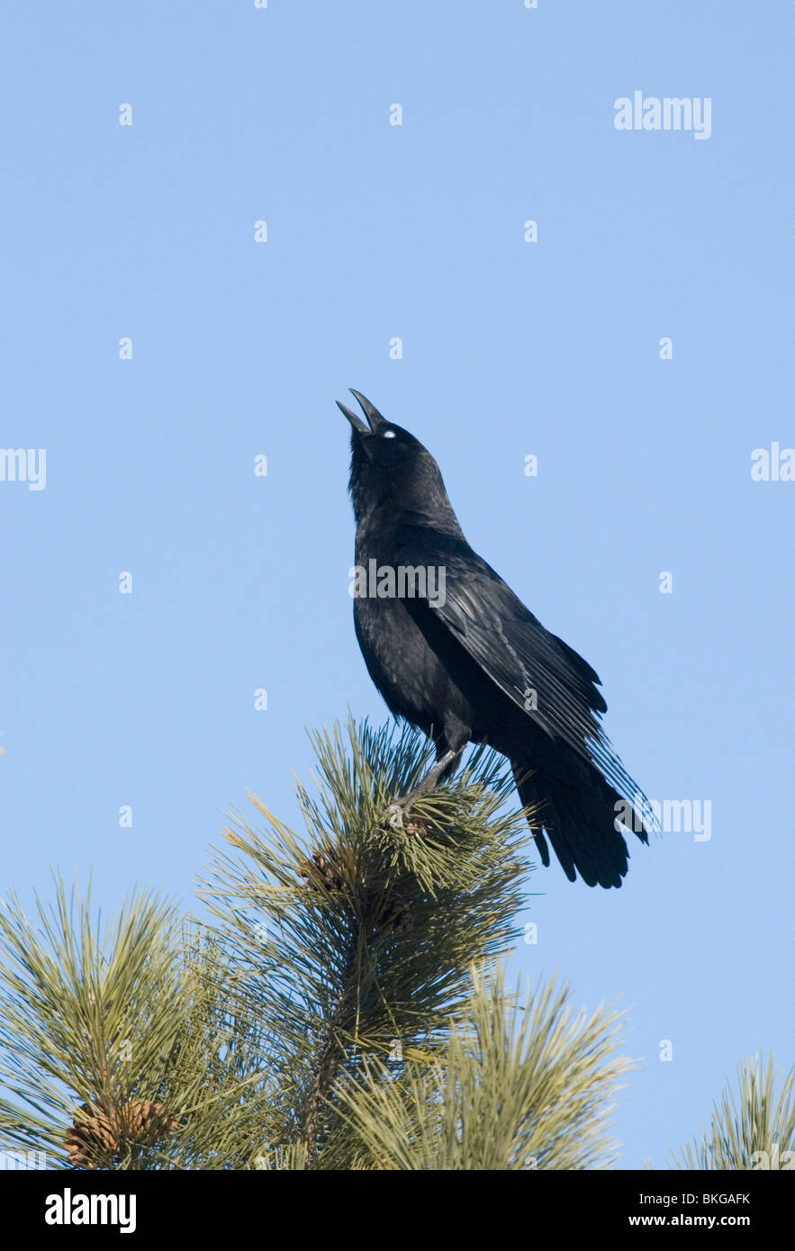 A Common Raven calling out in the top of a tree Stock Photo - Alamy