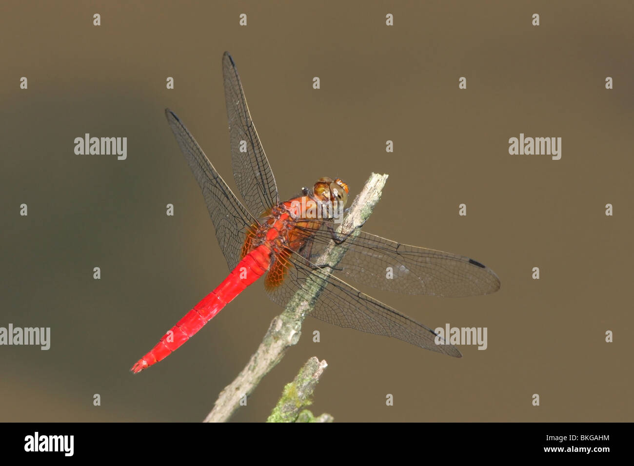 Dawn dropwing hi-res stock photography and images - Alamy
