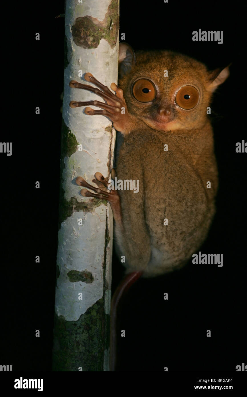 Tarsier eyes at night hi-res stock photography and images - Alamy