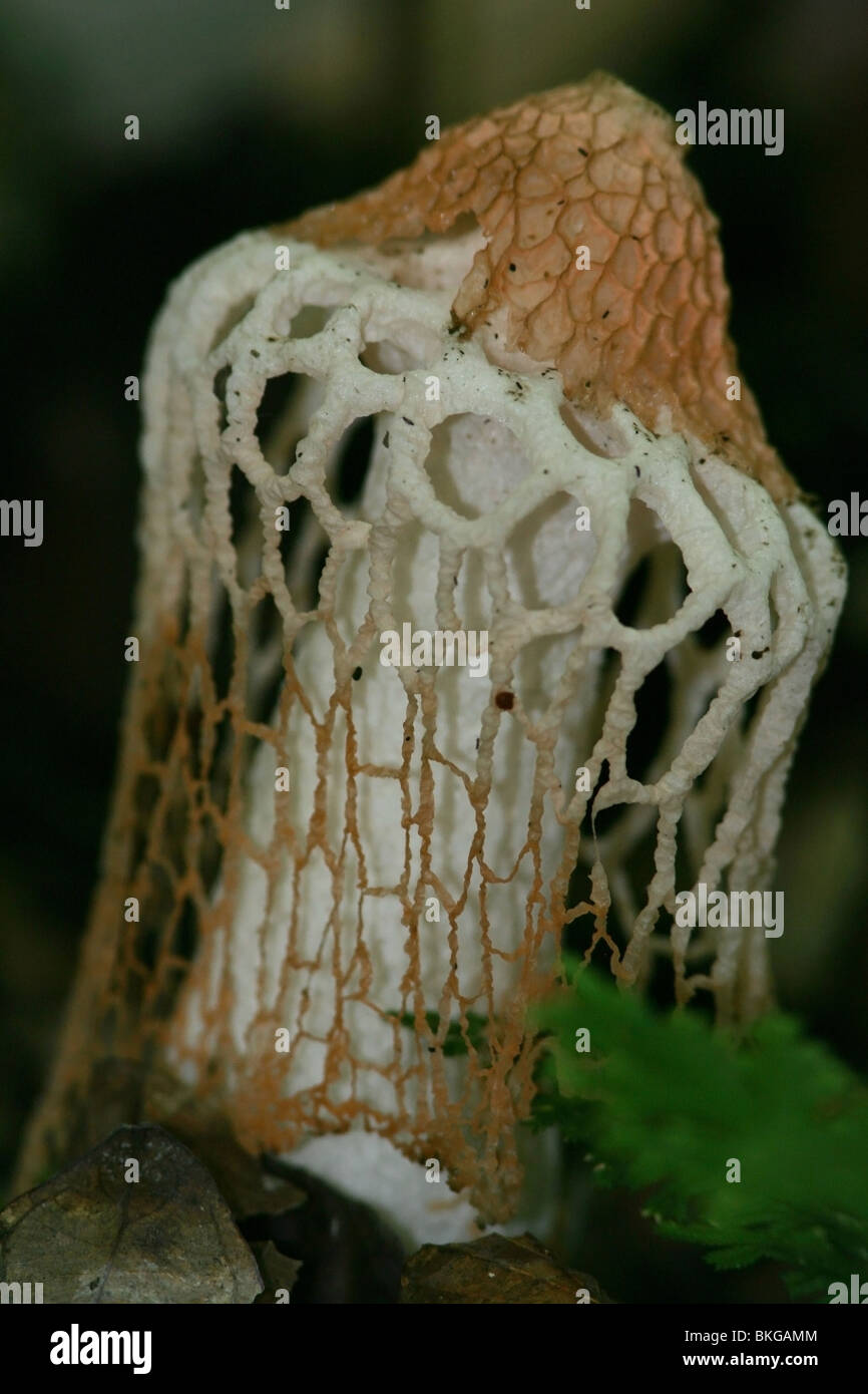 Veiled Lady Mushroom High Resolution Stock Photography and Images - Alamy