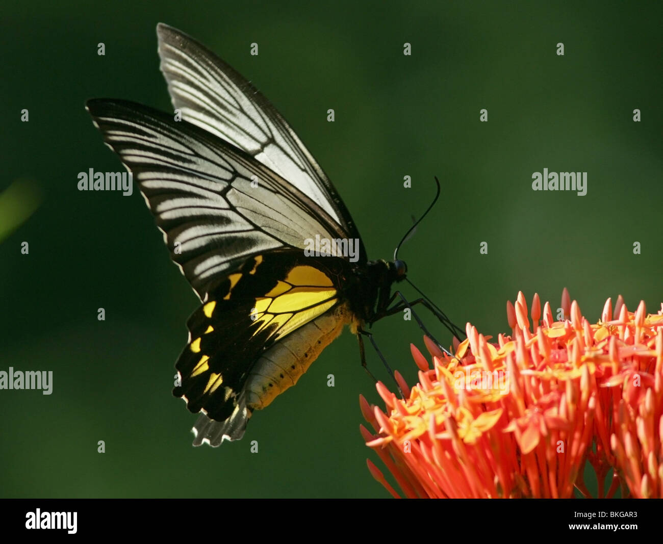Helena birdwing hi-res stock photography and images - Alamy
