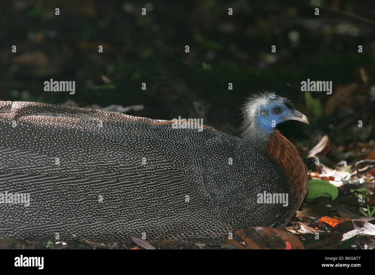 Tail great argus pheasant hi-res stock photography and images - Alamy
