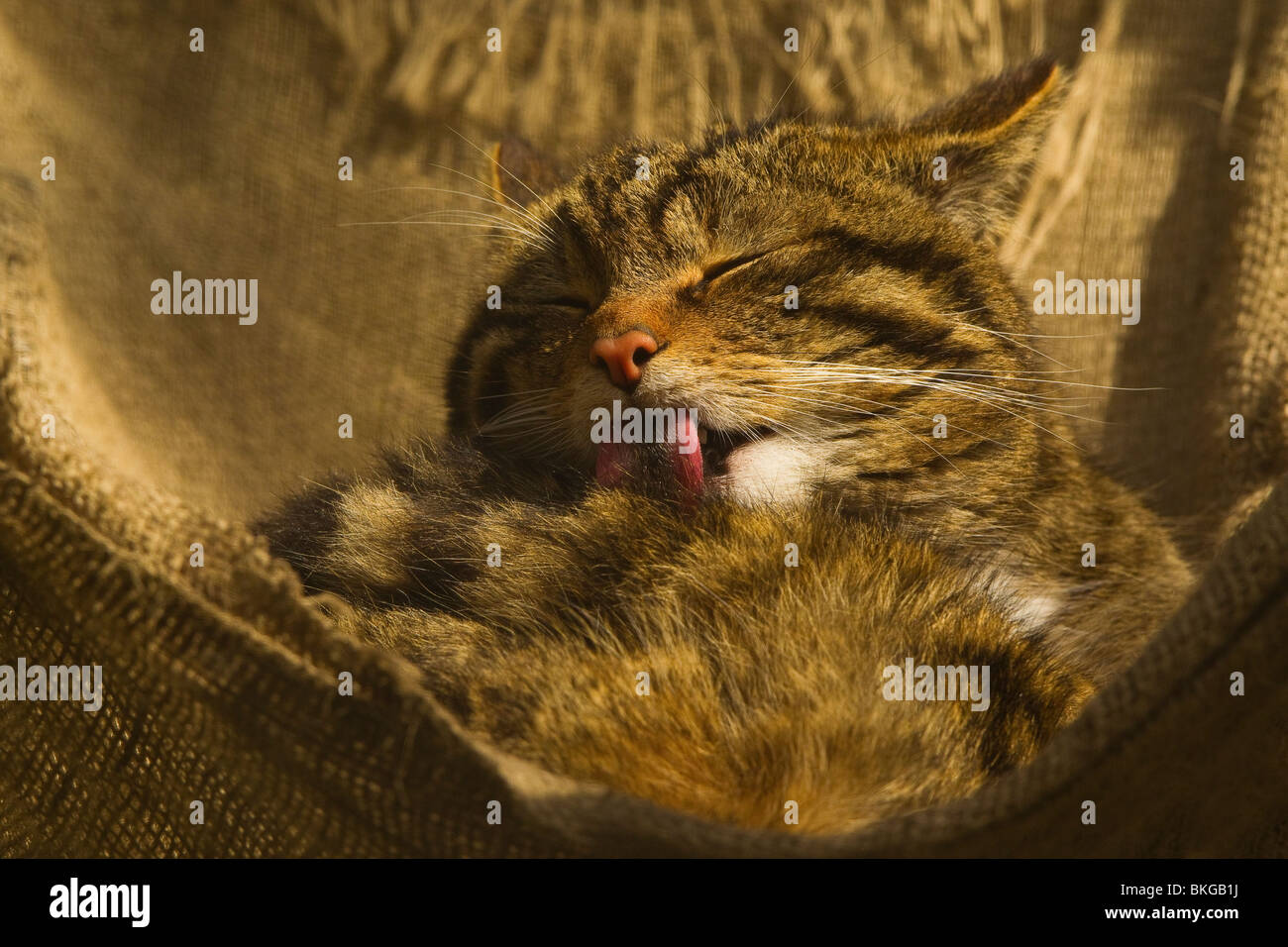 Scottish Wild Cat ( Felis silvestris ) Laying In A Hammock Stock Photo ...