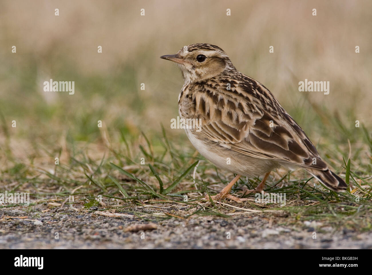 Wood larks hi-res stock photography and images - Alamy