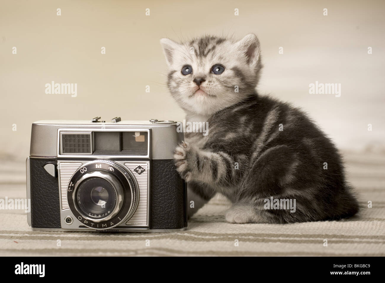 kitten with camera Stock Photo - Alamy