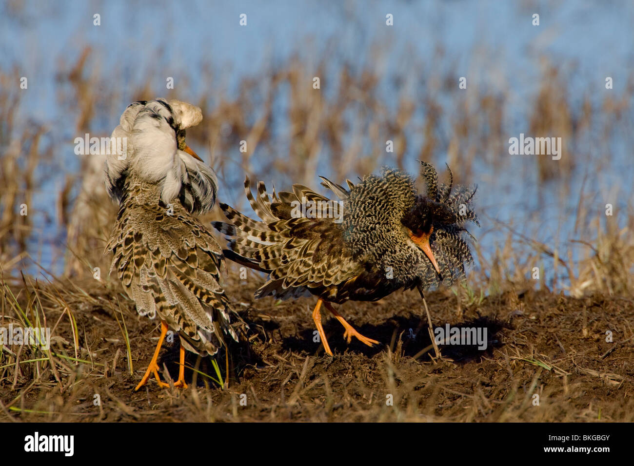 Ruff collar male hi-res stock photography and images - Alamy
