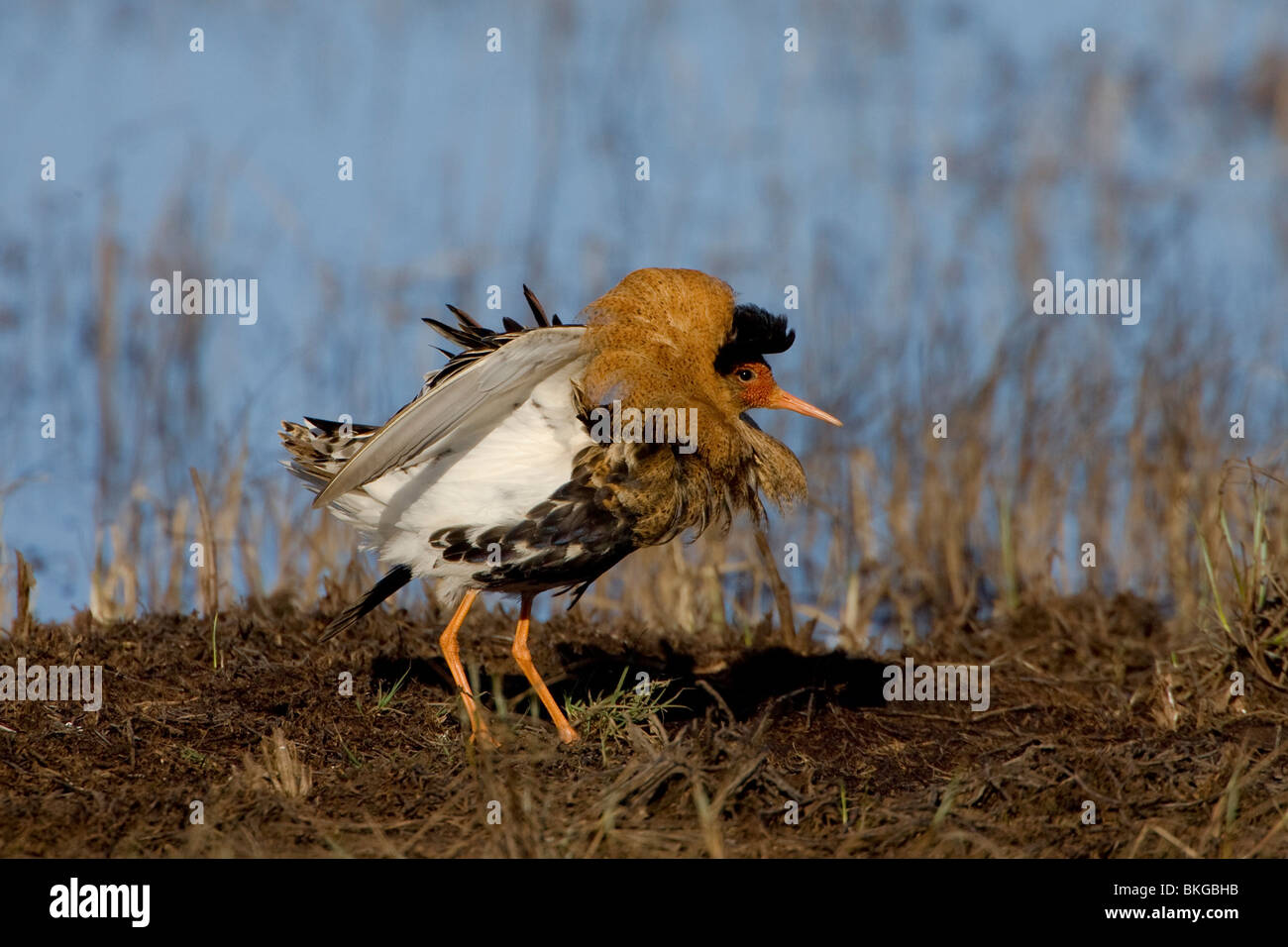 Ruff collar hi-res stock photography and images - Alamy