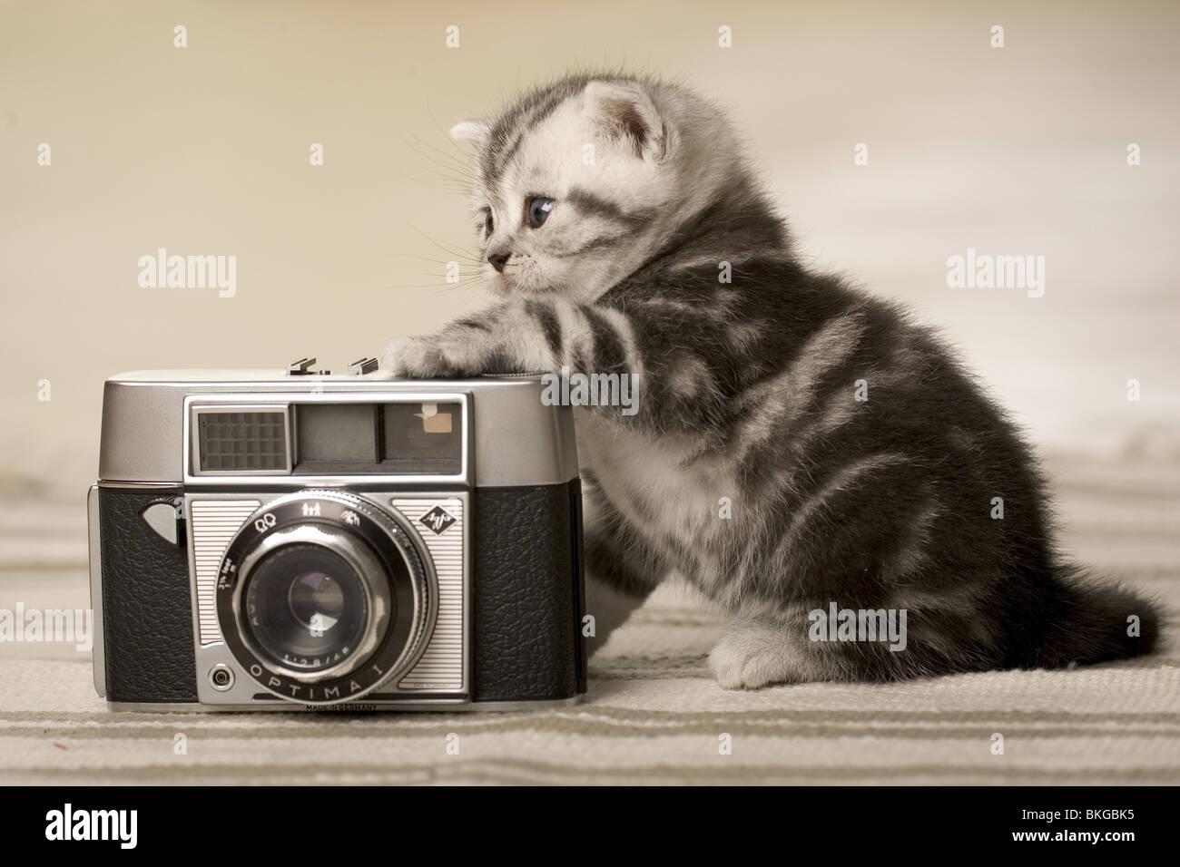 kitten with camera Stock Photo - Alamy