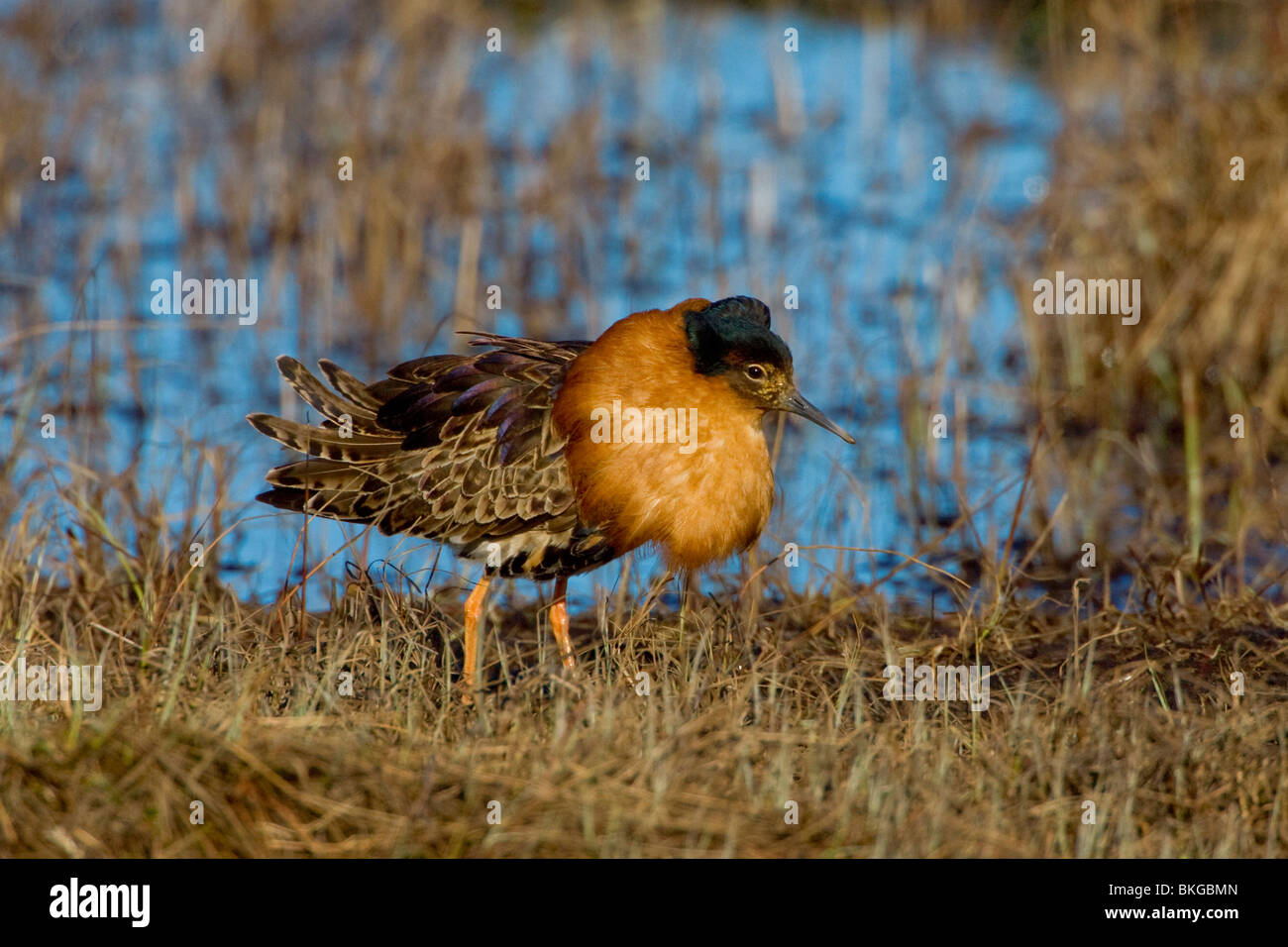 Side-view of a Ruff Stock Photo - Alamy