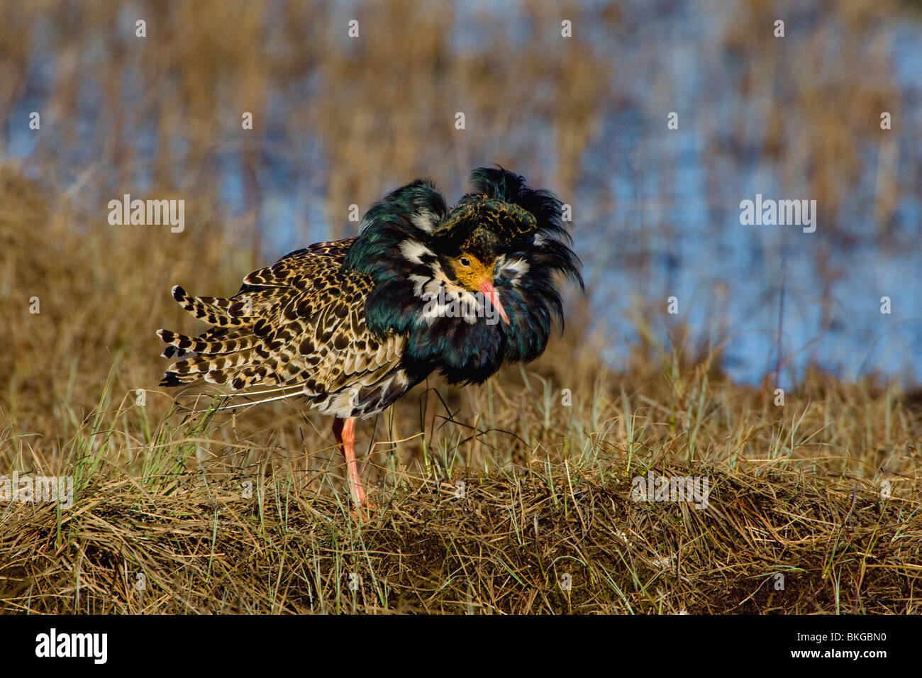 Ruff hi-res stock photography and images - Alamy