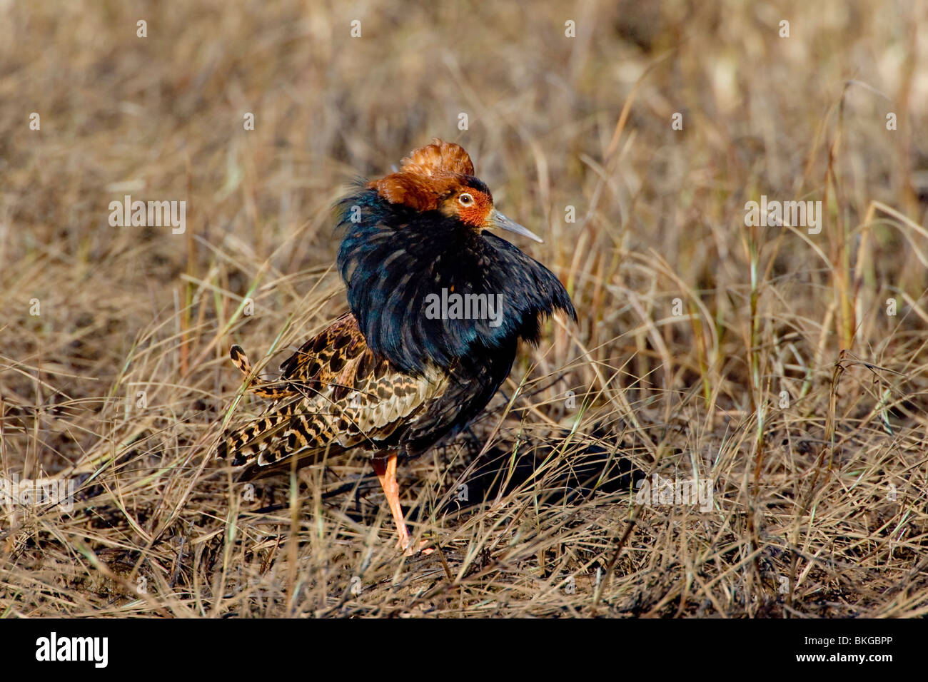Side-view of a Ruff Stock Photo - Alamy