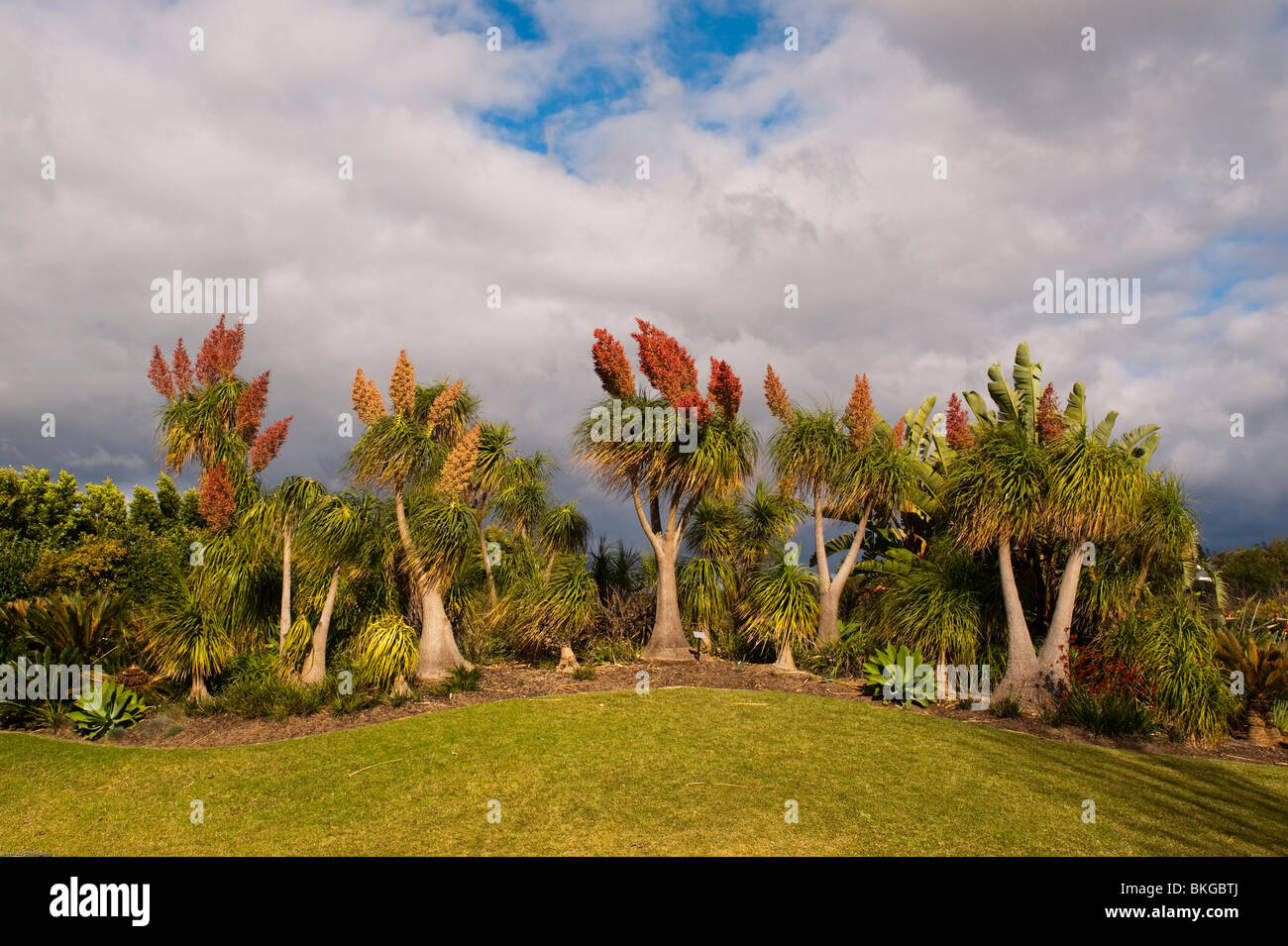 Hunter valley gardens hi-res stock photography and images - Alamy
