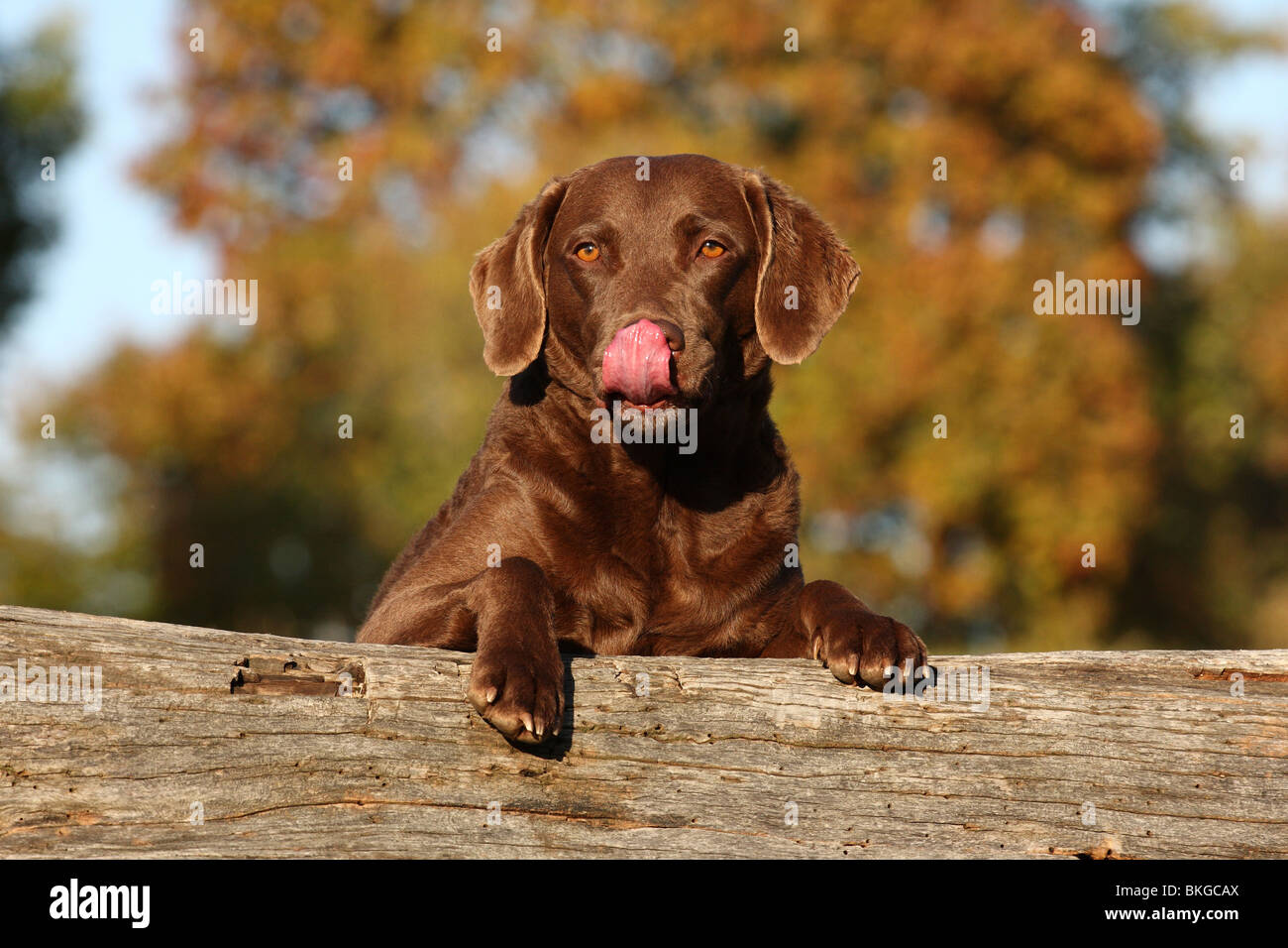Adult licking tree trunk hi-res stock photography and images - Alamy