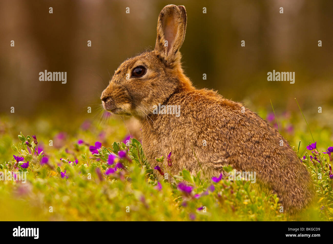 Buck rabbit babies hi-res stock photography and images - Alamy