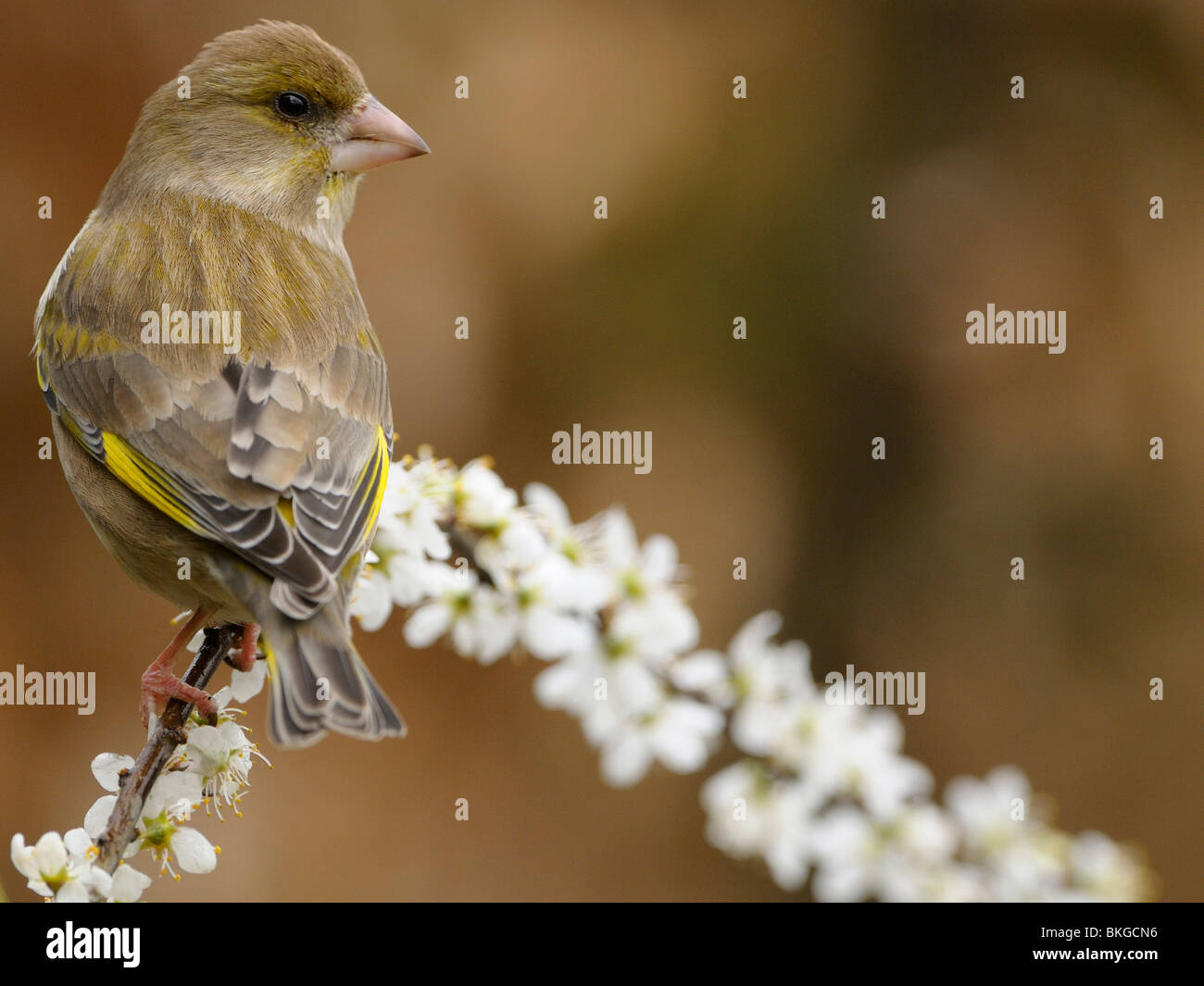 Female Greenfinch in blooming Blackthorn Stock Photo - Alamy