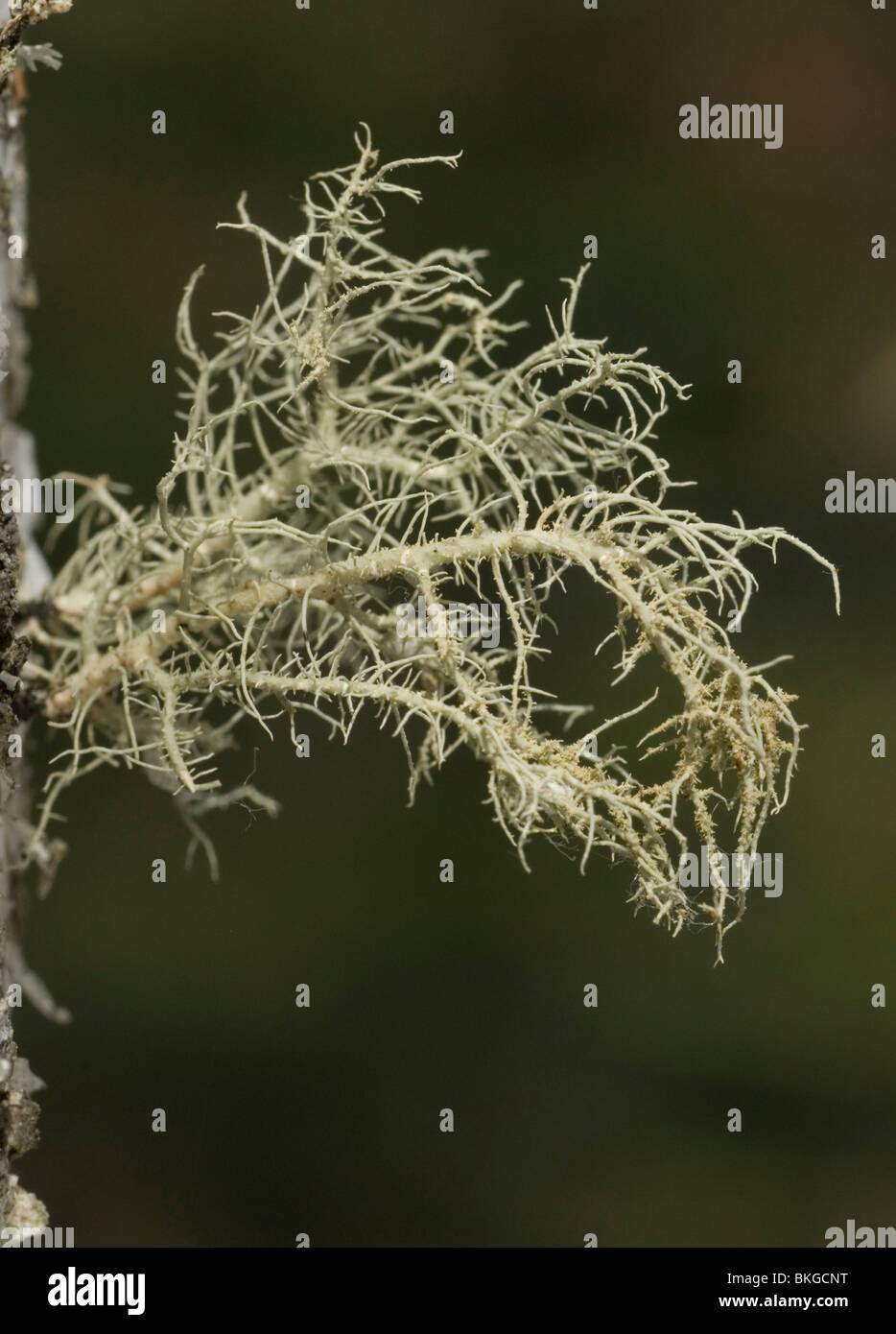 Fishbone tree hi-res stock photography and images - Alamy