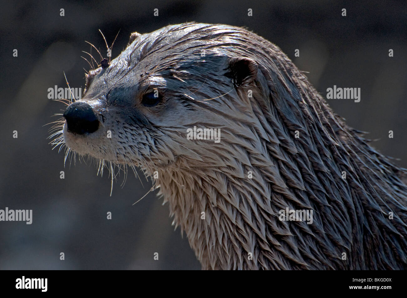 Northern american river otter hi-res stock photography and images - Alamy