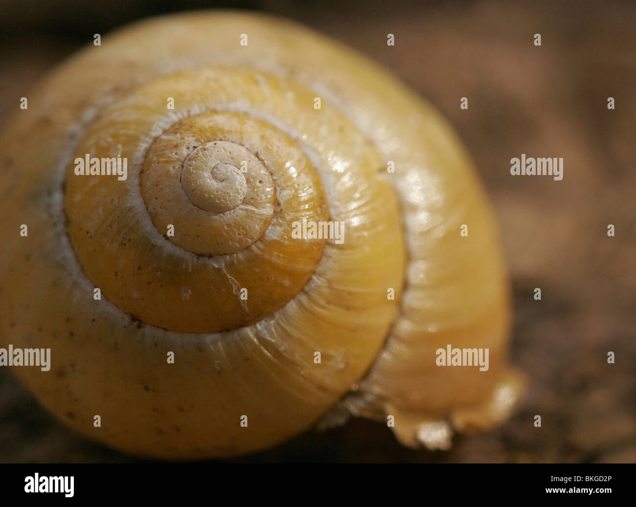 Grove snail helicidae hi-res stock photography and images - Alamy