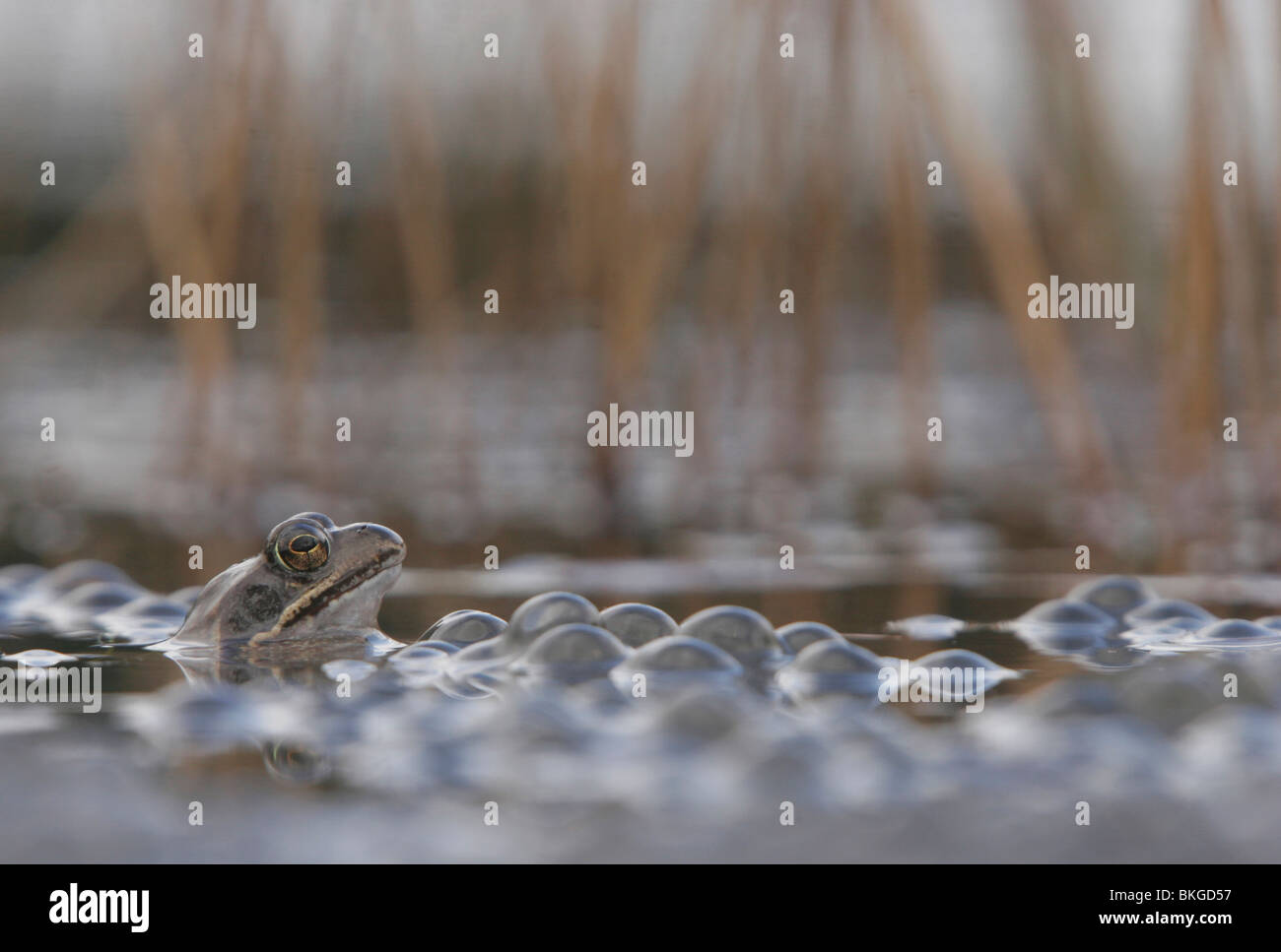 Kikkerdril hi-res stock photography and images - Alamy