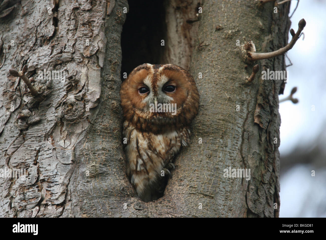 Tawny Owl in a tree Stock Photo - Alamy