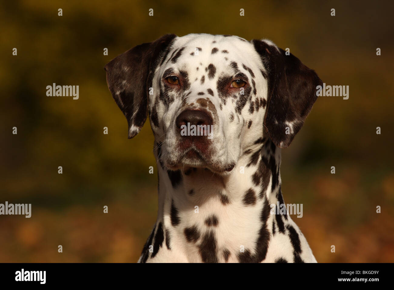 Dalmatiner Portrait / Dalmatian Portrait Stock Photo - Alamy