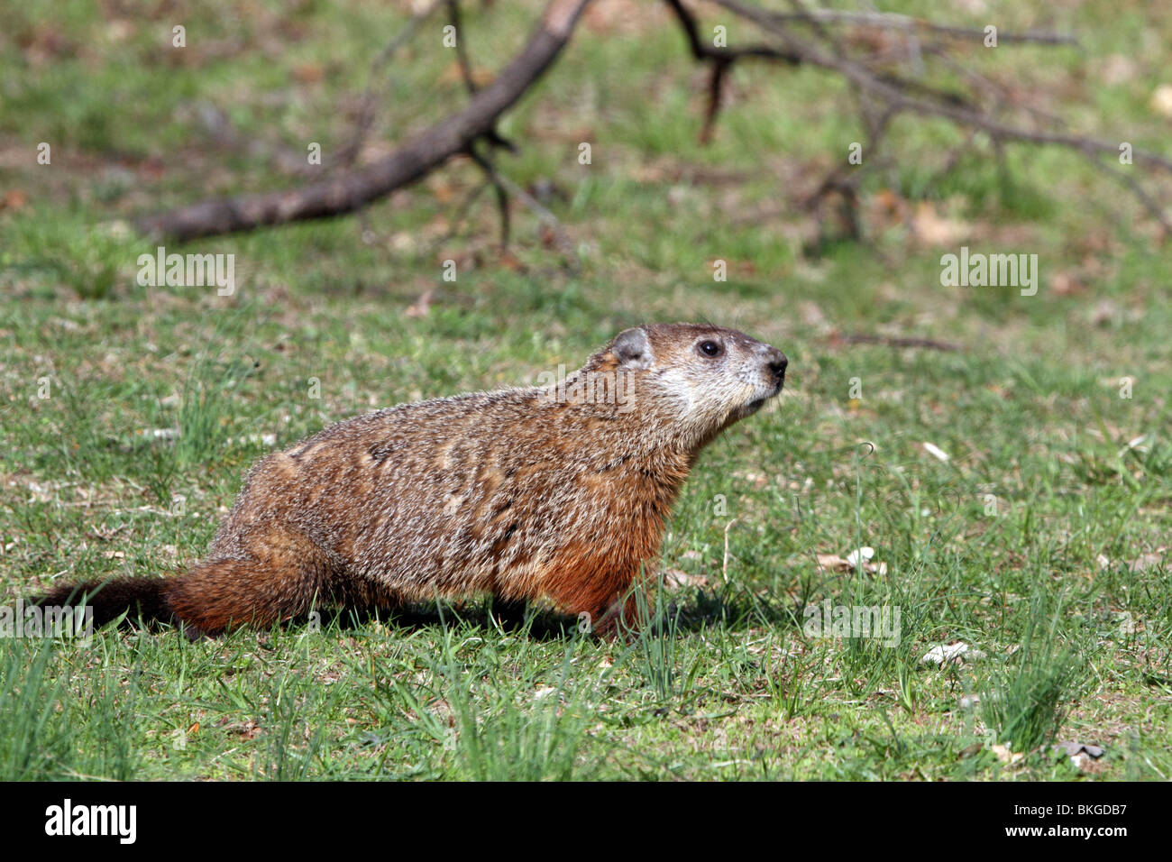 Groundhogs hi-res stock photography and images - Alamy