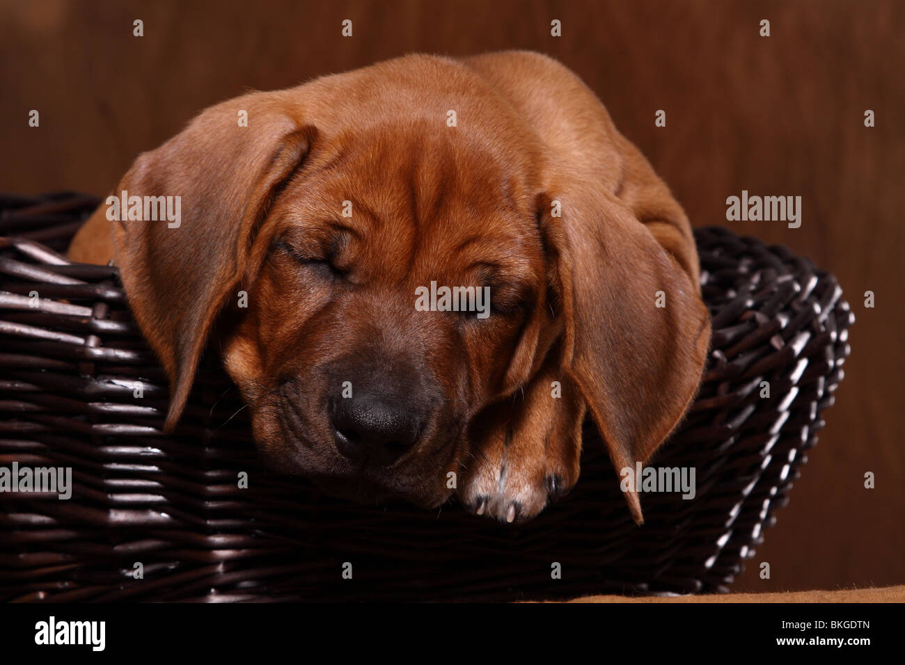Rhodesian Ridgeback Welpe / Rhodesian Ridgeback Puppy Stock Photo - Alamy