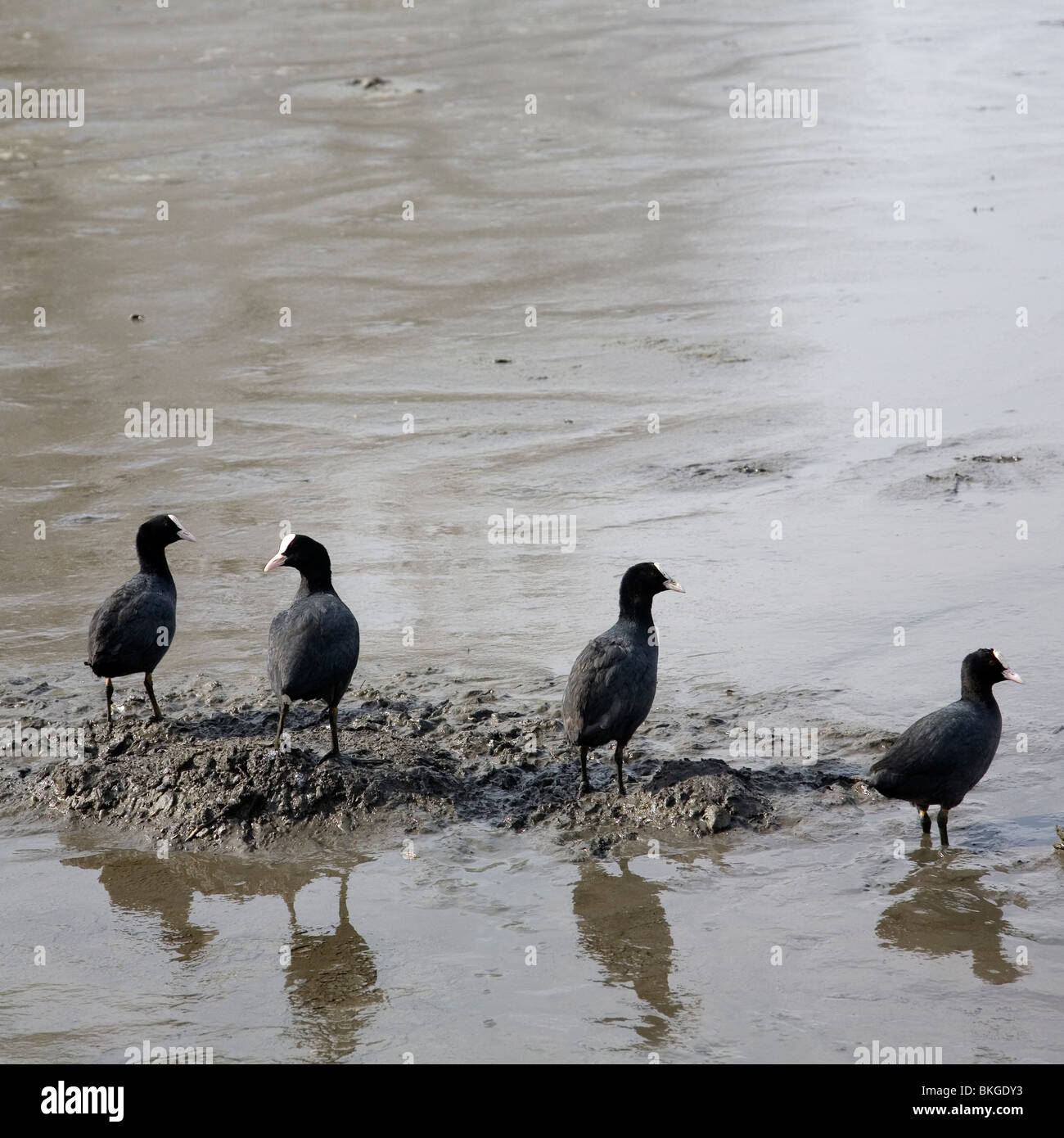 Coots Rail High Resolution Stock Photography and Images - Alamy