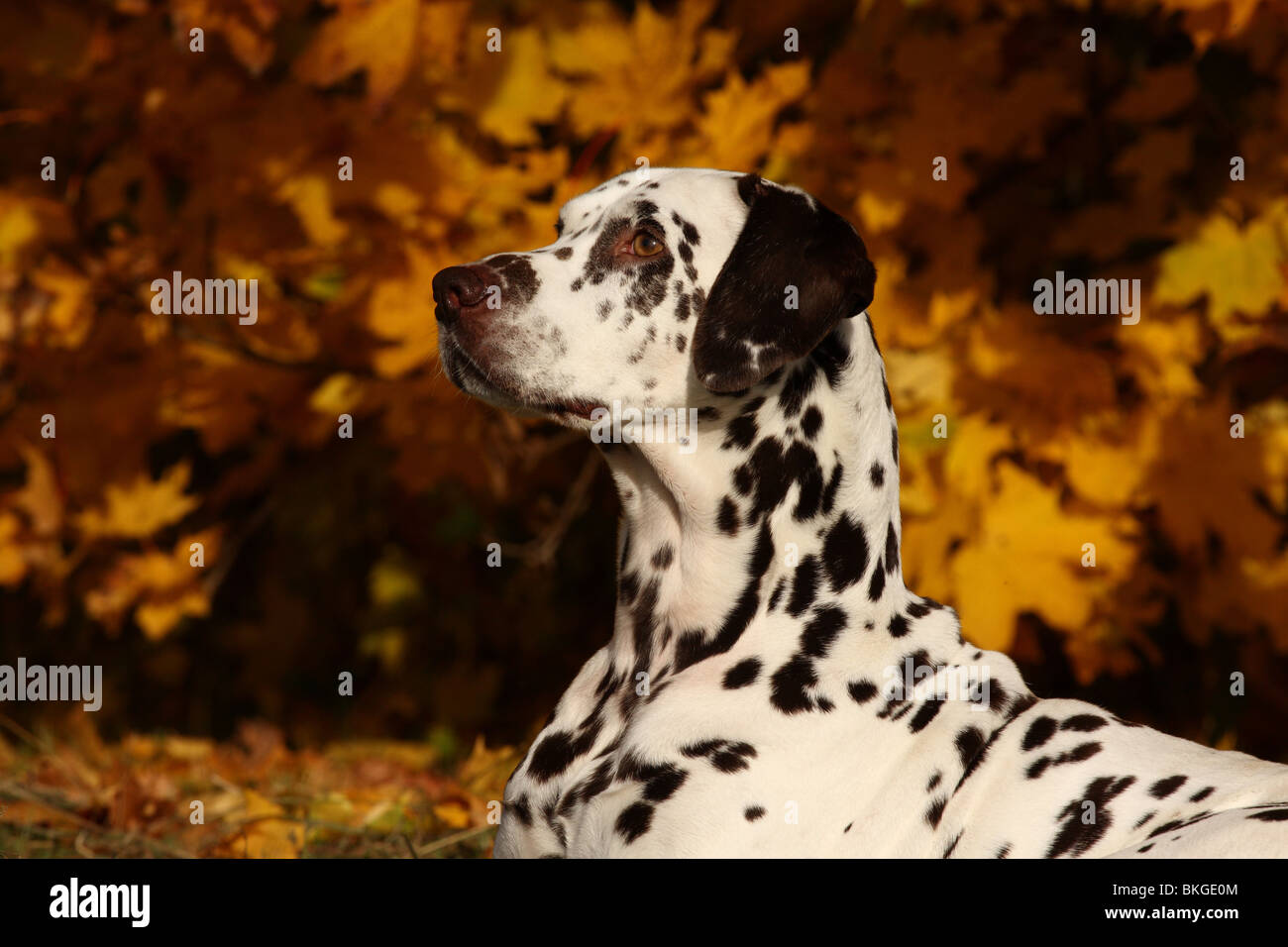 Dalmatiner Portrait / Dalmatian Portrait Stock Photo - Alamy