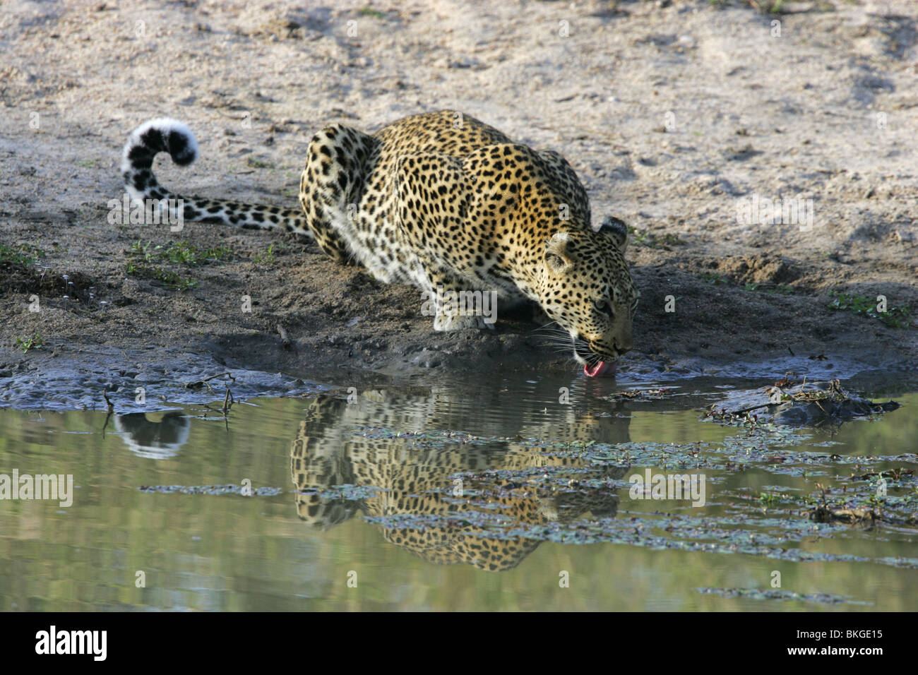 african Leopard, kruger, park, south, africa, drinking Stock Photo - Alamy