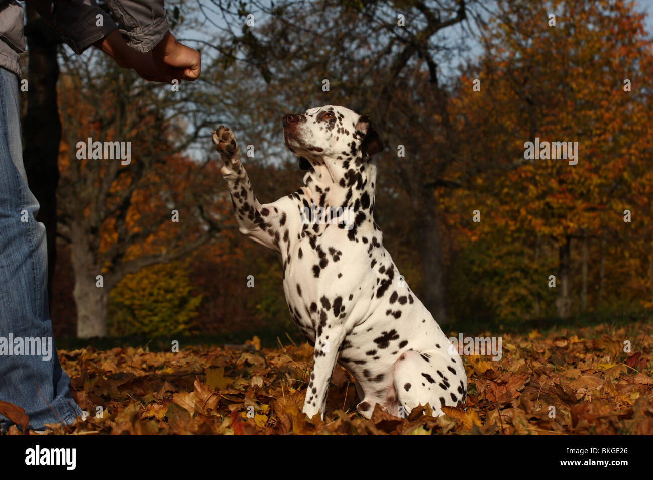 Dalmatiner / Dalmatian Stock Photo - Alamy