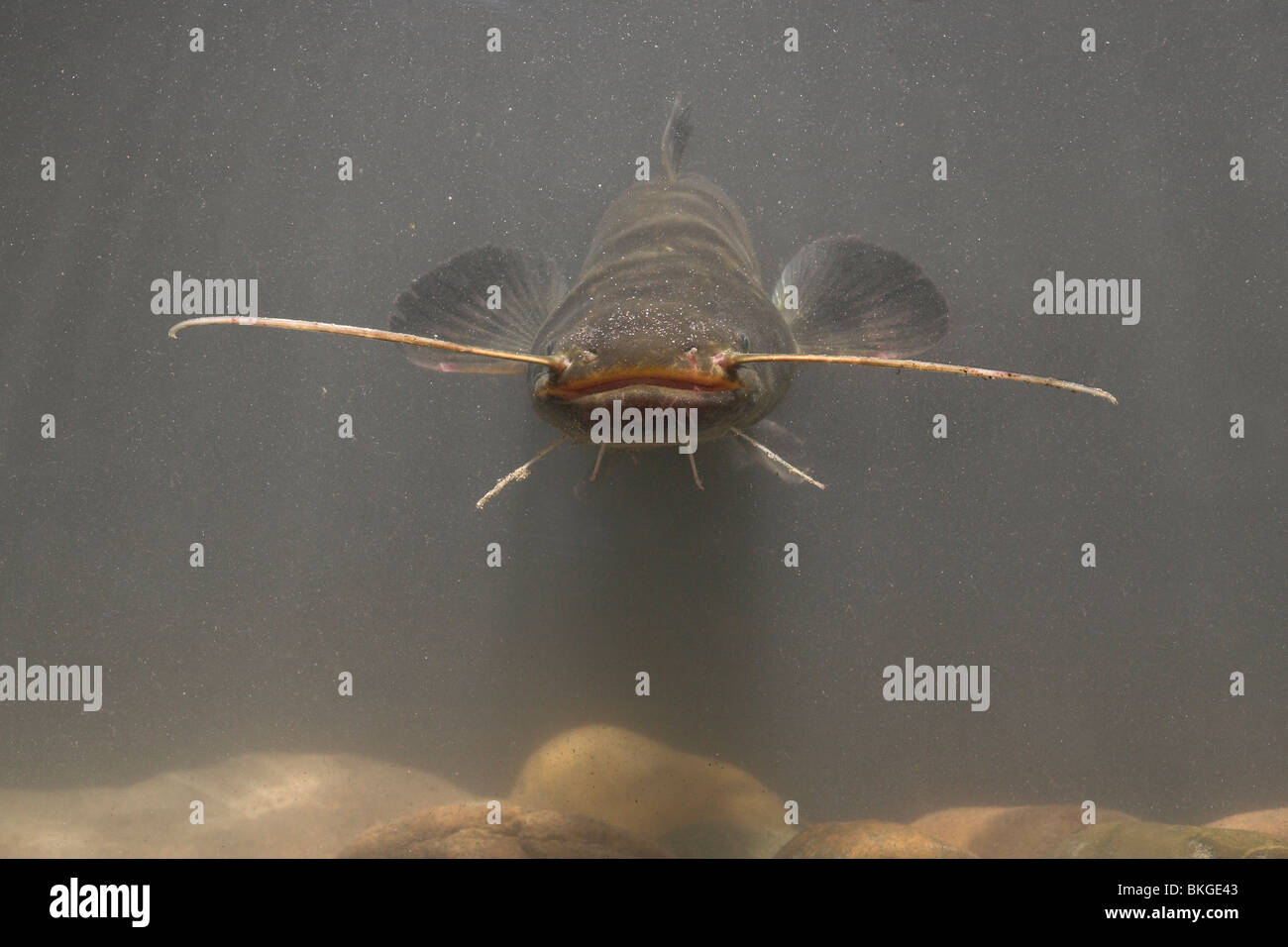 Front view of a Wels Catfish swimming above the rocky bottom of a river ...