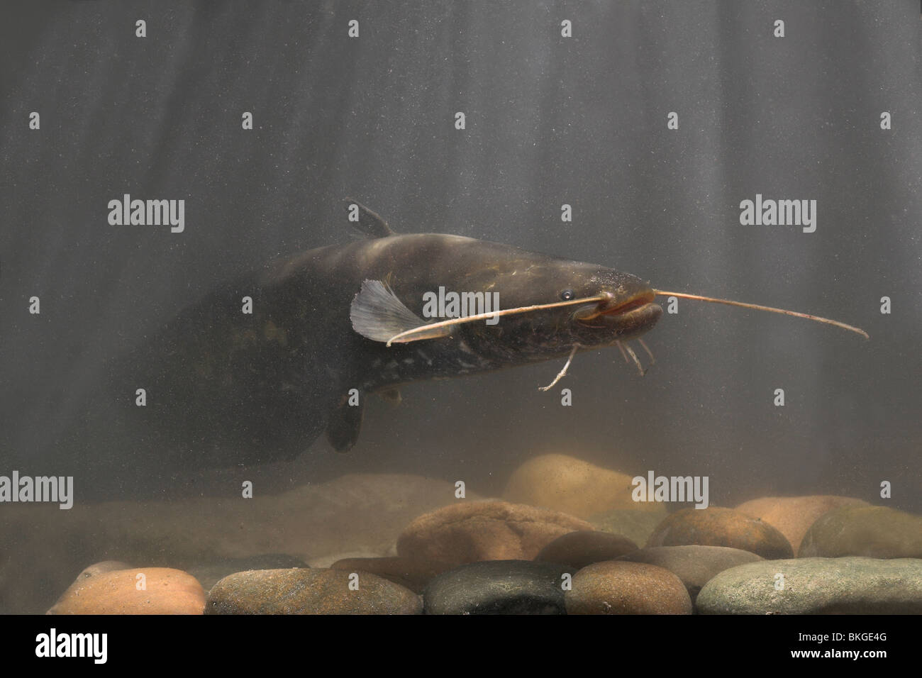 Side view of a Wels Catfish swimming above the rocky bottom of a river ...