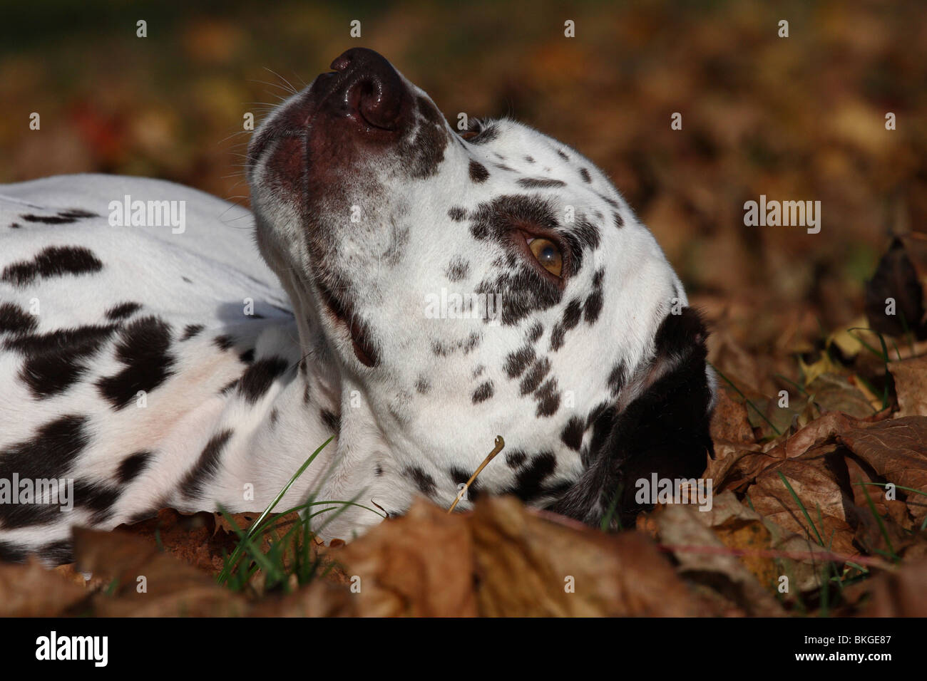 Dalmatiner Portrait / Dalmatian Portrait Stock Photo - Alamy