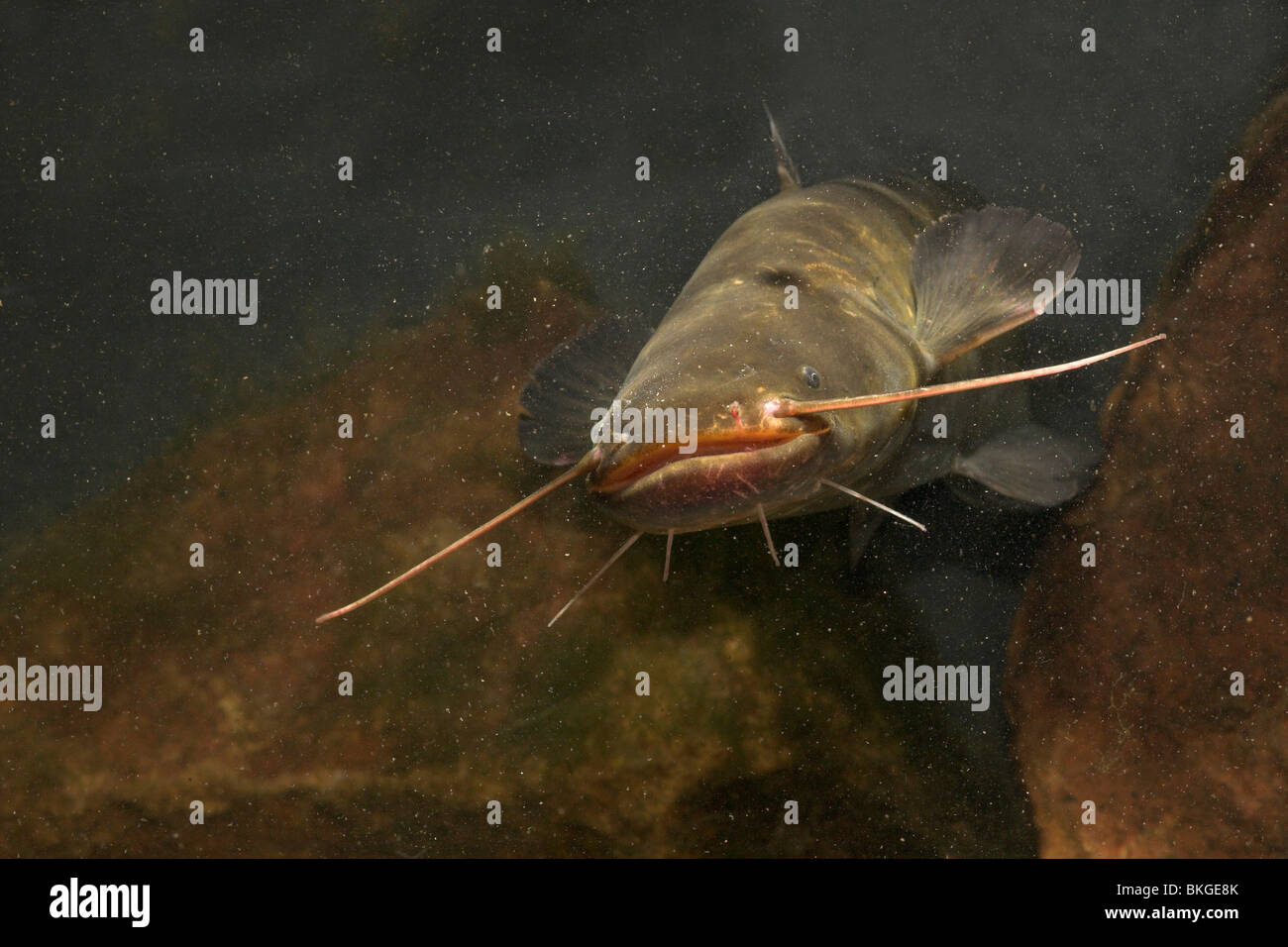 Front view of a Wels Catfish swimming between the rocks Stock Photo - Alamy