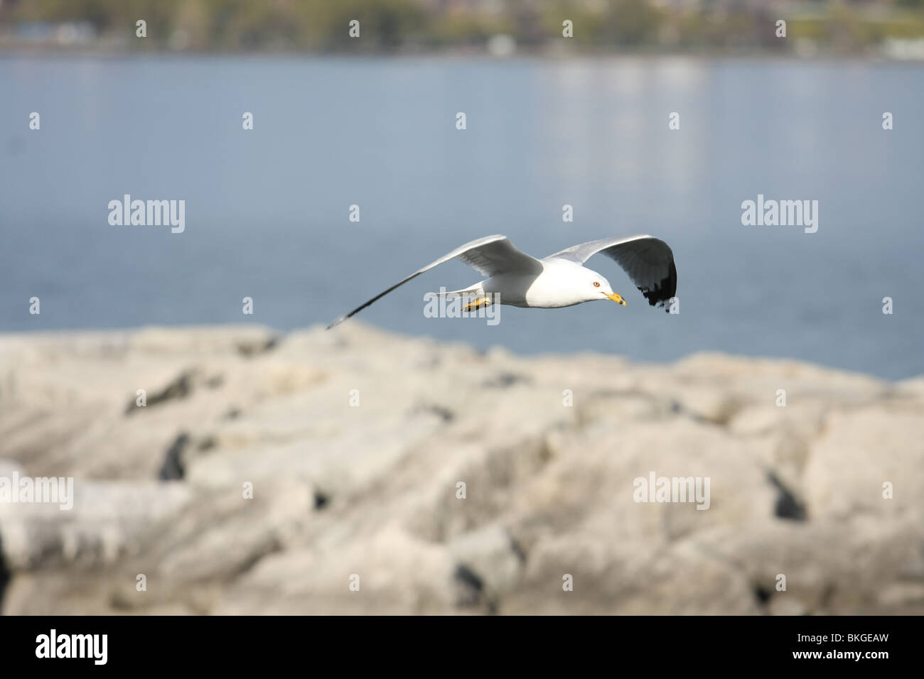 white grey seagull gull bird fly flying flight wing wings sky blue ...