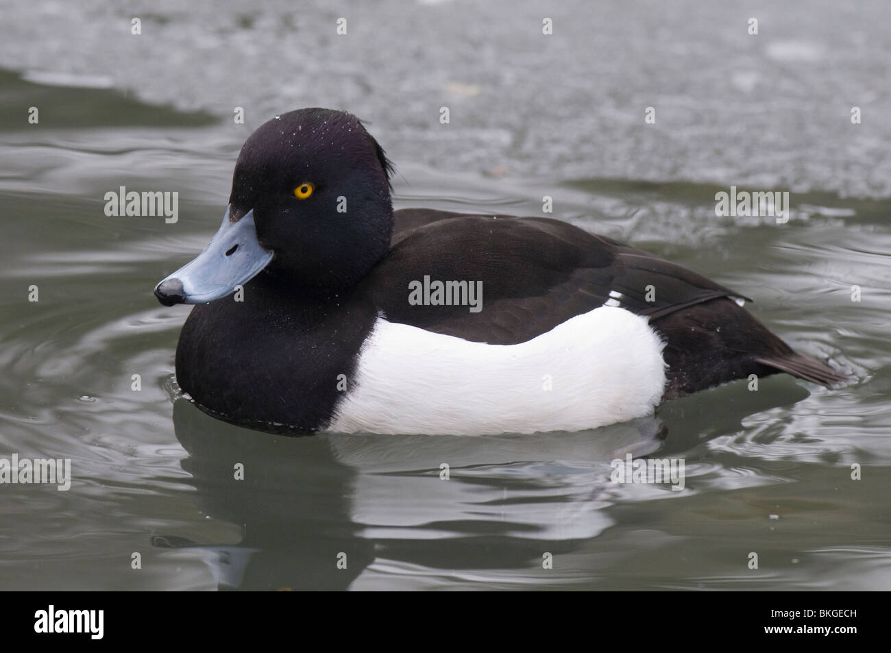 Kuifeend; Tufted Duck; Aythya fuligula Stock Photo - Alamy