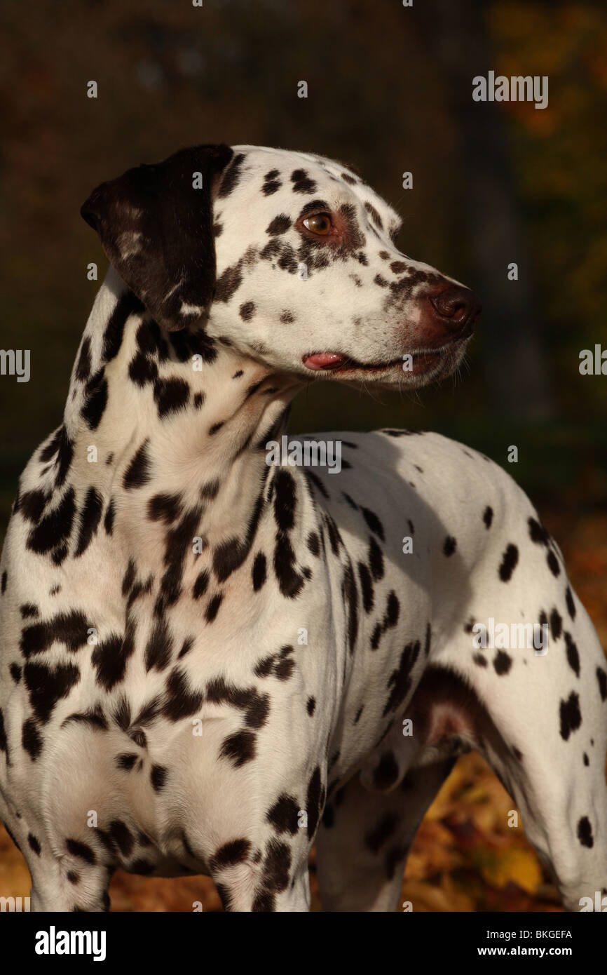 Dalmatiner Portrait / Dalmatian Portrait Stock Photo - Alamy
