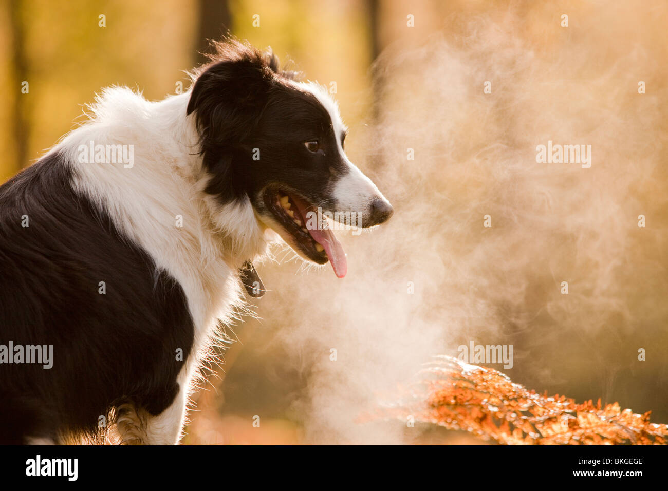 A Border Collie panting after exercise in woodland near Ambleside ...