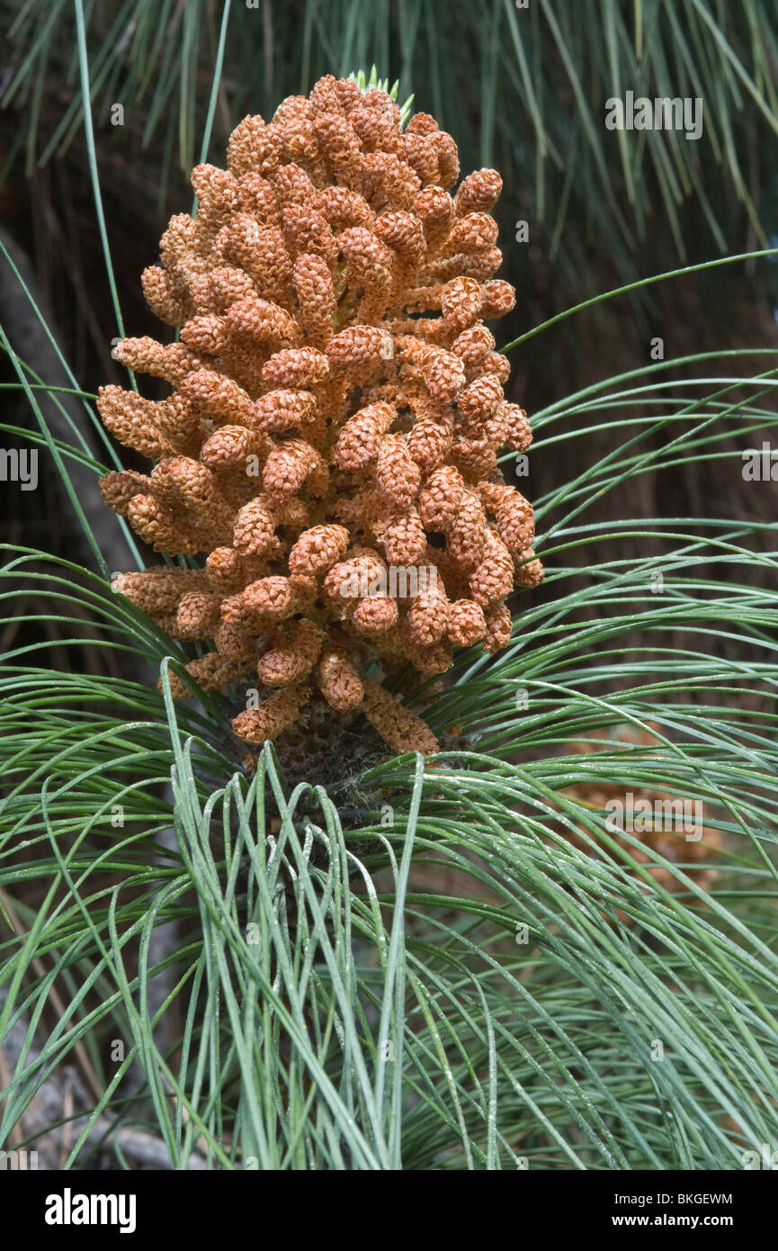 Canary Island pine (Pinus canariensis) male flowers Mediterranean ...