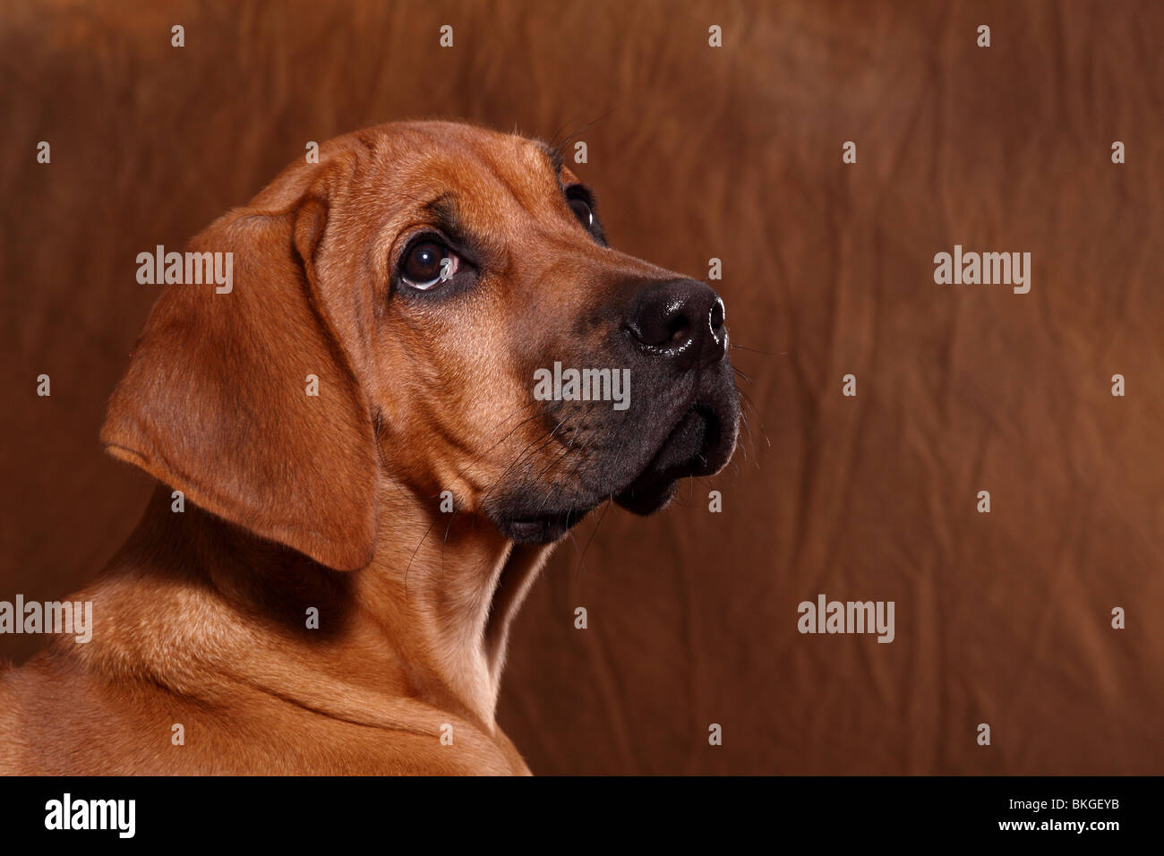 junger Rhodesian Ridgeback / young Rhodesian Ridgeback Stock Photo - Alamy