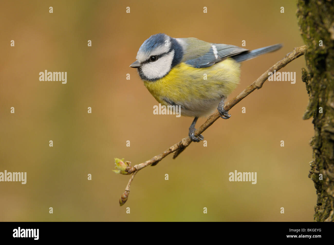 Pimpelmees zittend op takje met uikomende knoppen; Blue Tit perched on ...